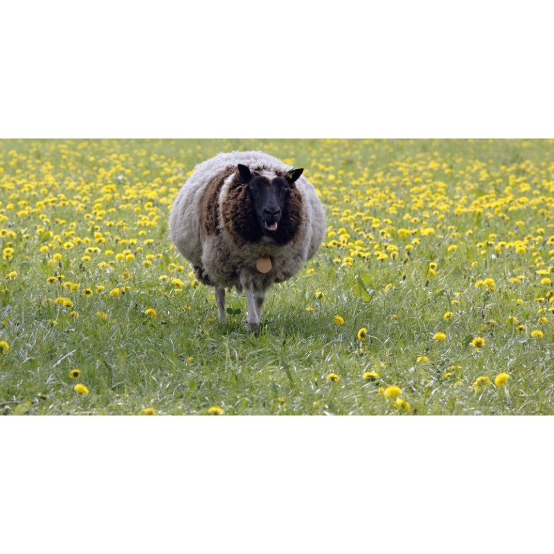 Dogmeat | Raw Food | Ground Meat | Sheep Tripe | 1000 grams